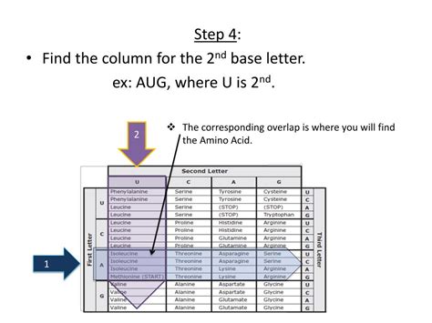 ppt the codon chart powerpoint presentation free download id 2435597