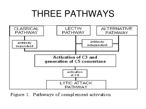Ppt Understanding Complement System Functions And Activation Pathways