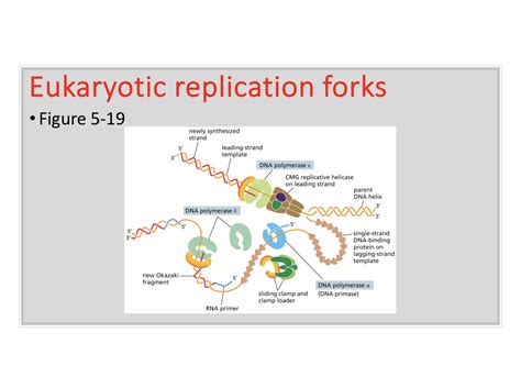 solved eukaryotic replication fork figure 5 19 in text