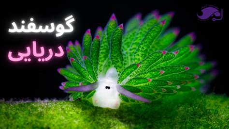 گوسفند دریایی