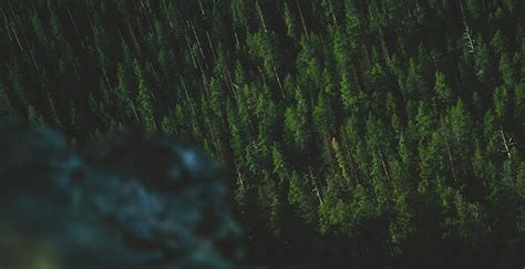 5 Ways You Can Plant A Tree In Memory Of A Loved One Urns Online