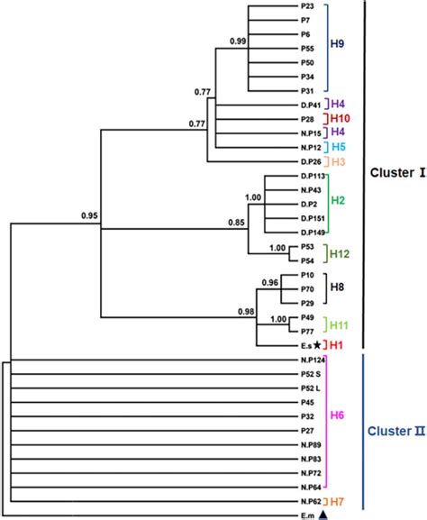 First Report On The Phylogenetic Relationship Genetic Variation Of Echinococcus Shiquicus