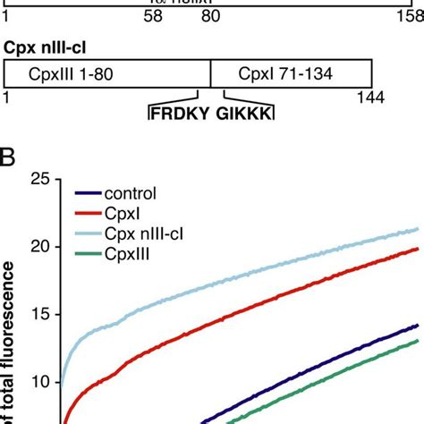 Pdf The Carboxy Terminal Domain Of Complexin I Stimulates Liposome Fusion