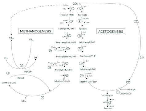 Hydrogenotrophic Growth Of Methanogens Using Wolfe Cyclepathway And