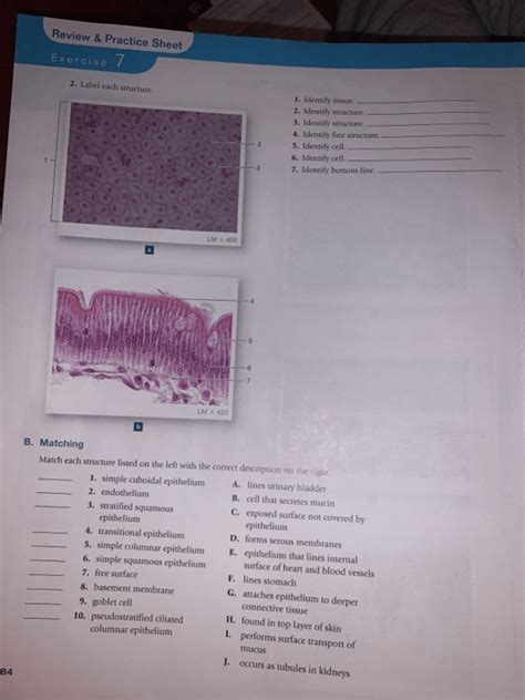 Exercise 7 Review And Practice Sheet Epithelial Tissue 34 Pages Solution In Doc [550kb] Updated