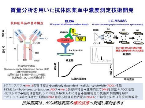 質量分析技術を用いた抗体医薬品の血中濃度測定法の開発 国立がん研究センター 研究所
