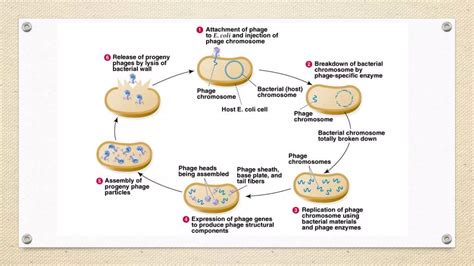 Design Of Plasmid Vector And Prokaryotic And Eukaryotic Vectors Ppt