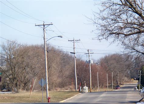 PlantPostings Fuzzy Trees And Other Signs Of Spring
