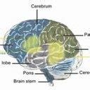 The Main Parts Of The Brain And The Areas Mainly Involved In