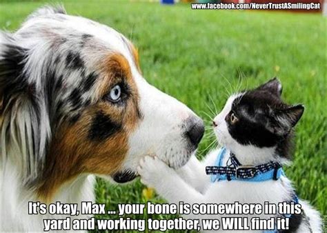 Cute Animal Teamwork