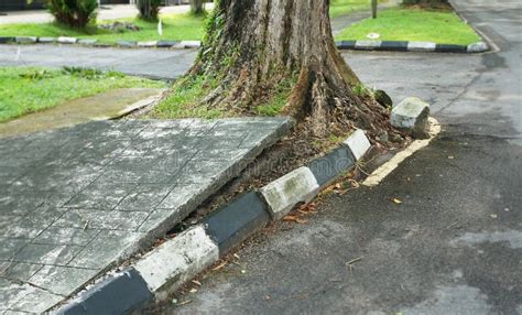 Tree Root Causing Pavement Damage Stock Photo Image Of Concrete Caution