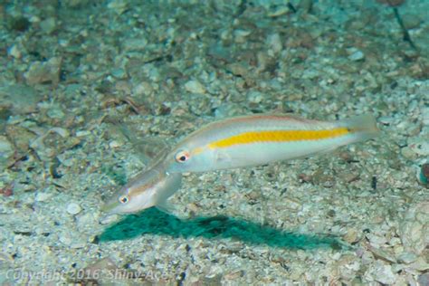 キスジキュウセン ダイバーの海水魚図鑑 Shiny Ace
