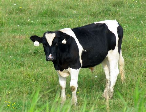 Cow Information Photos The Wildlife