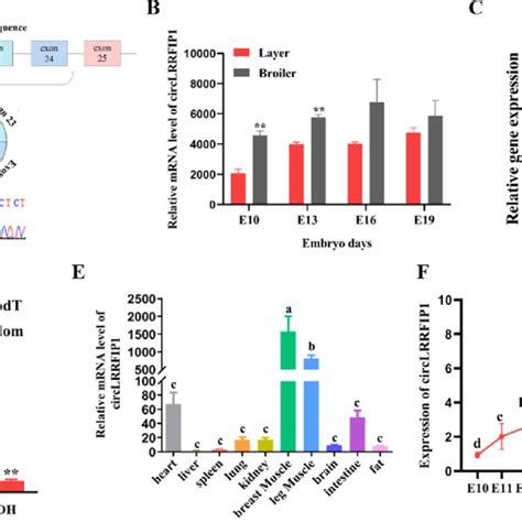 characterization of circlrrfip1 a reverse shear mode and splicing