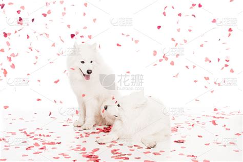 情人节 两只动物 白色 萨摩耶犬 狗 五彩纸屑 心型 在下面 概念 落下