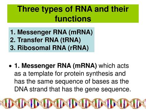 Ppt Structure Of Rna Powerpoint Presentation Free Download Id 599571
