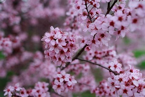 Plum Trees In Blossom