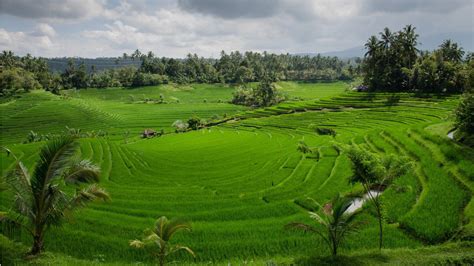 Rice Fields Bali Indonesia Wallpapers Top Free Rice Fields Bali