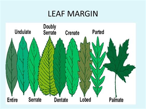 Leaf Margin Diagram Quizlet