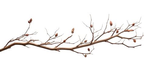 Premium Ai Image Twig Elevation Side View Isolated