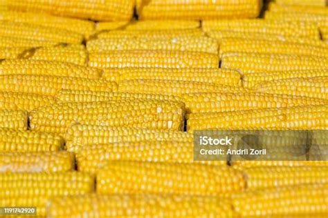 노란색 옥수수 배경의 사진입니다 옥수수 요리 몇 옥수수 옥수수 클로즈업 시리얼 작물 개념 가을에 대한 스톡 사진 및 기타 이미지 Istock
