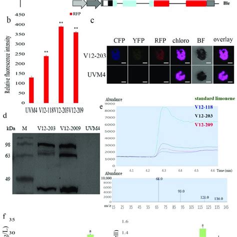 Overview Of The Expression And Screening Strategy For The Limonene Download Scientific Diagram