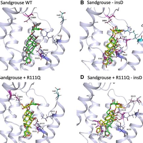 The Docked Structure Of Ouabain In The Binding Pocket Of Sandgrouse