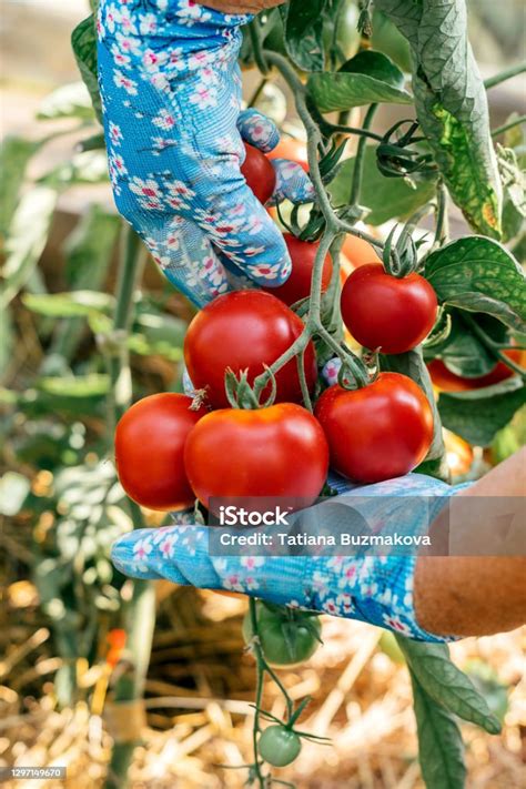 온실에서 신선한 빨간 토마토를 따기 블루 원예 장갑에 여성의 손 수확 개념 원예 컨셉 가을에 대한 스톡 사진 및 기타 이미지 가을 건강한 생활방식 건강한 식생활