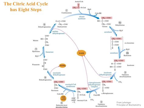 Ppt Chapter 16 Citric Acid Cycle Powerpoint Presentation Free