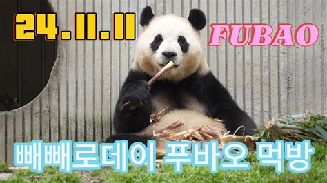 푸바오 24.11.11 빼빼로데이 우리푸야도 여전히 얌얌 잘먹습니다 #푸바오 #fubao #福宝 - YouTube