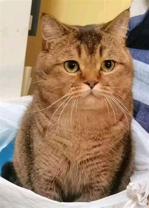 猫娘是怎样进化的 178