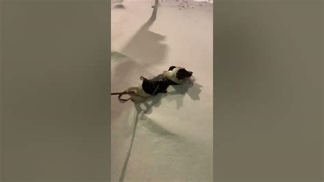 Джек рассел купается в снегу Youtube