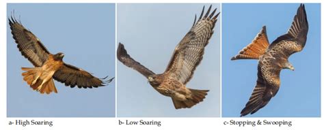 vrptw（matlab）：红尾鹰算法（red‑tailed hawk algorithm ，rth）求解带时间窗的车辆路径问题vrptw