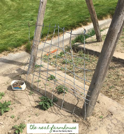 DIY Cucumber Trellis For Free