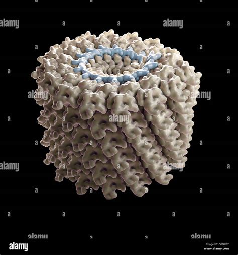 Structure Tobacco Mosaic Pdb 1rmv Tmv Is Positive Sense Single