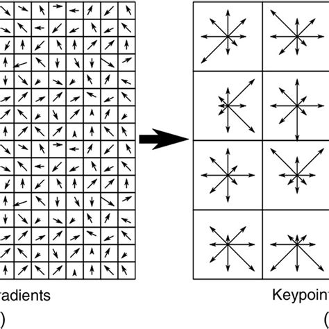 Flight Paths A Serpentine And B Zig Zag Download Scientific Diagram