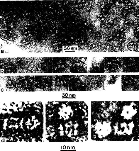 Ribulose Fischer Projection
