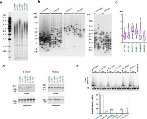 Characterization Of Telomere Lengths Telomere Ssdna And Telomerase Download Scientific