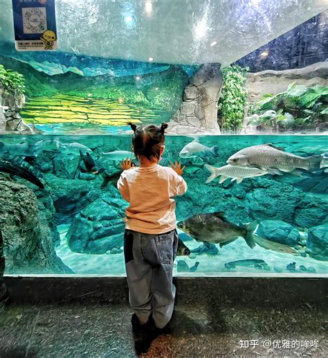 上海海洋水族馆遛娃攻略 知乎