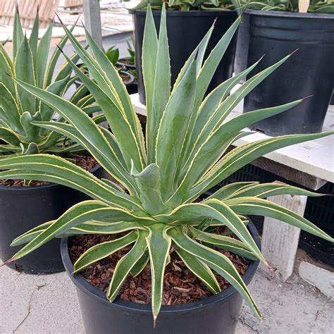 Agave Desmettiana Variegated 7ga Dryoasisplants