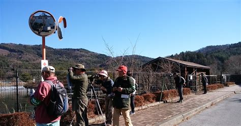 日本野鳥の会 富士山麓支部 12 10 バードウオッチング入門 カモの観察会