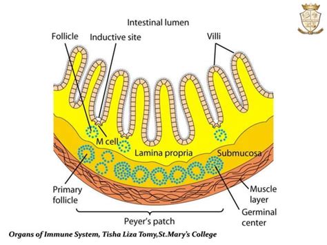 Biotechnologyorgans Of Immune System Ppt
