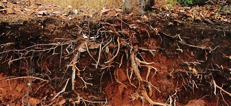 „დამაბრუნეთ… წამიყვანეთ… მაჩვენეთ…” Genia Ge