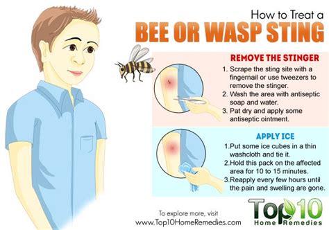 Red Paper Wasp Sting Treatment Iwish Iwas