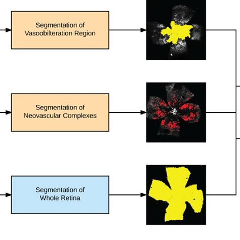 overview of the fully automated analysis pipeline for oxygen induced