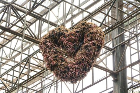 Plant Heart Shaped Multi Colored Flower Decorations Hung On Steel Beams Stock Image Image Of