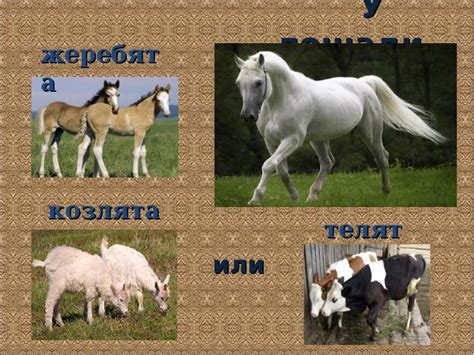 Домашние животные и их детеныши презентация доклад проект