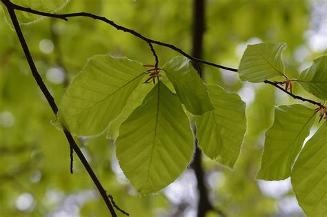 나뭇잎 잎 나무 Pixabay의 무료 사진 Pixabay