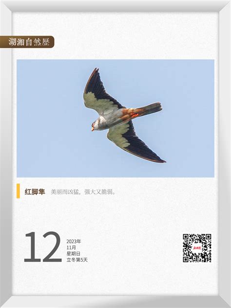湖湘自然历｜霜天猛禽①一只路过的隼，带我们的心去高处和远方 湖南印象 湖南在线 华声在线