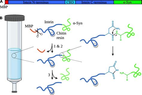 Frontiers A Facile Method To Produce N Terminally Truncated α Synuclein